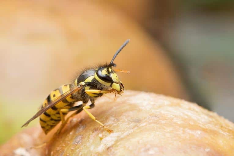 Bee Identification - How To Know Which Bees To Keep and Which Bees To ...