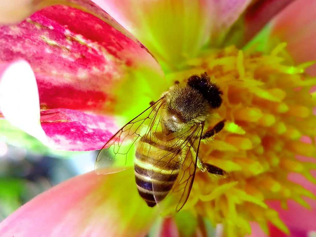 Bee Identification - How To Know Which Bees To Keep and Which Bees To ...