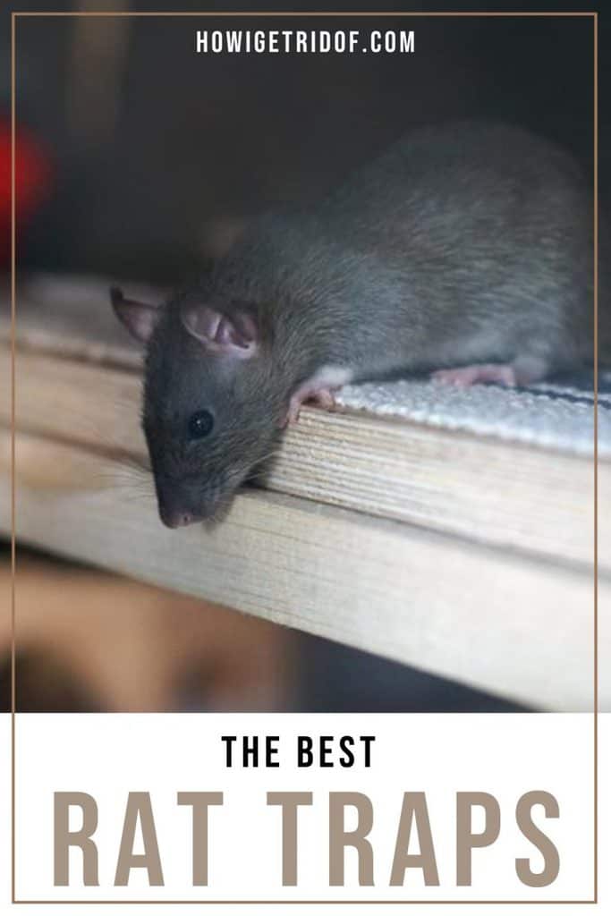 The Best Rat Traps - How I Get Rid Of