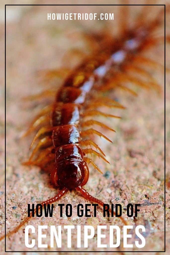 How To Get Rid of Centipedes - How I Get Rid Of