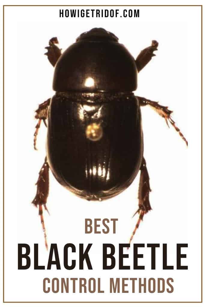 Best Black Beetle Control Methods - How I Get Rid Of