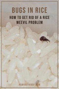 Bugs In Rice - How To Get Rid Of A Rice Weevil Problem - How I Get Rid Of