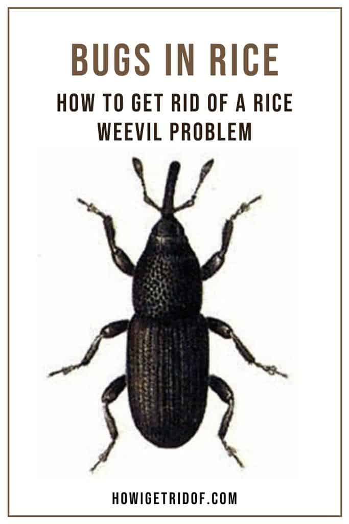 Bugs In Rice - How To Get Rid Of A Rice Weevil Problem - How I Get Rid Of