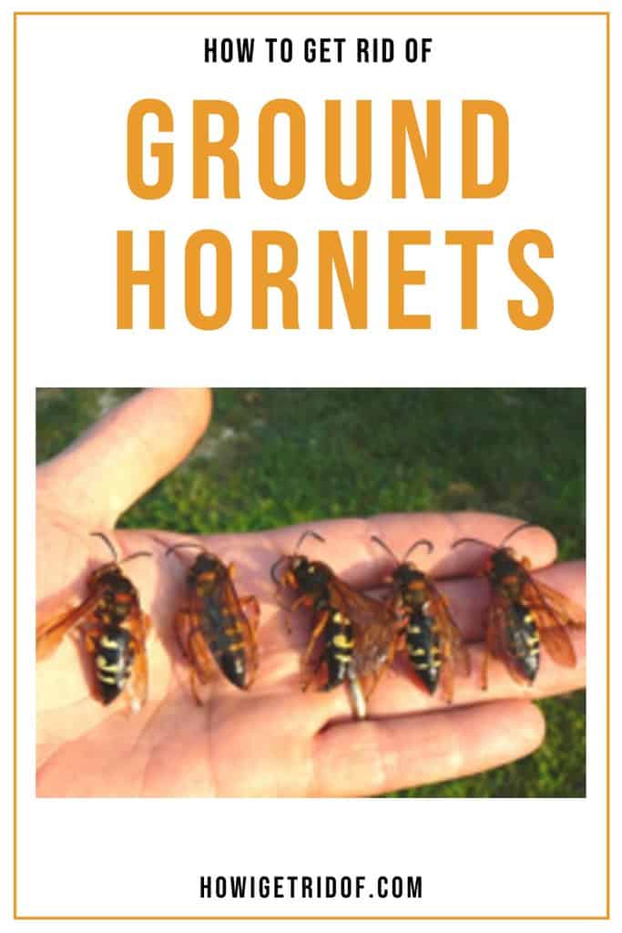 How To Get Rid Of Ground Hornets - How I Get Rid Of