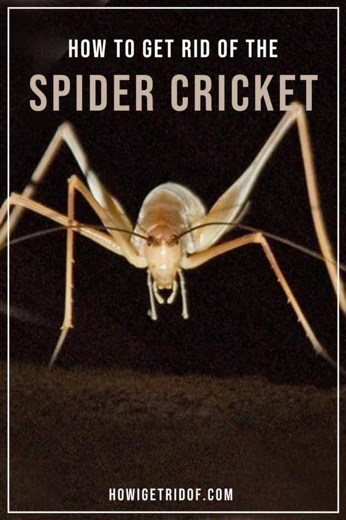 How To Get Rid Of The Spider Cricket - How I Get Rid Of