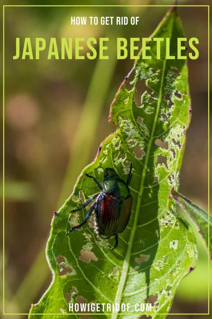 How To Get Rid of Japanese Beetles - How I Get Rid Of