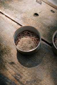 How To Kill Maggots In Trash Can - Managing A Maggot Infestation - How ...