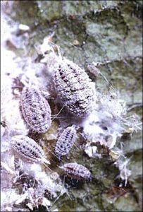 White Bugs On Plants - What They Are And How To Get Rid Of Them - How I ...