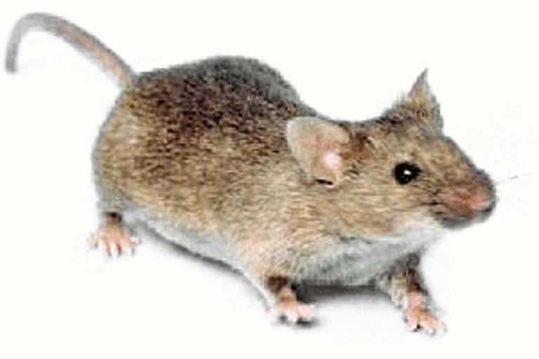 The Most Common Types of Mice you Might Be Dealing With - How I Get Rid Of