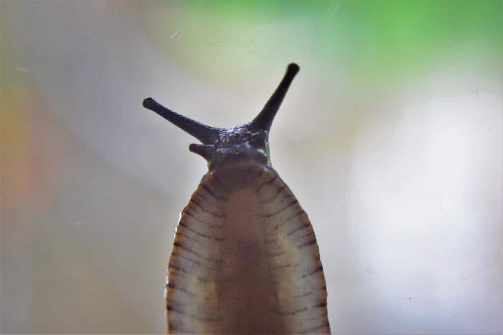 The Best Slug Killer For Gardens - How I Get Rid Of