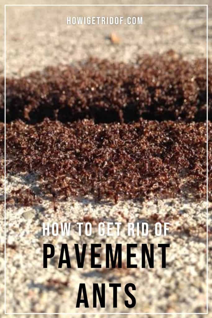 How To Get Rid Of Pavement Ants - How I Get Rid Of