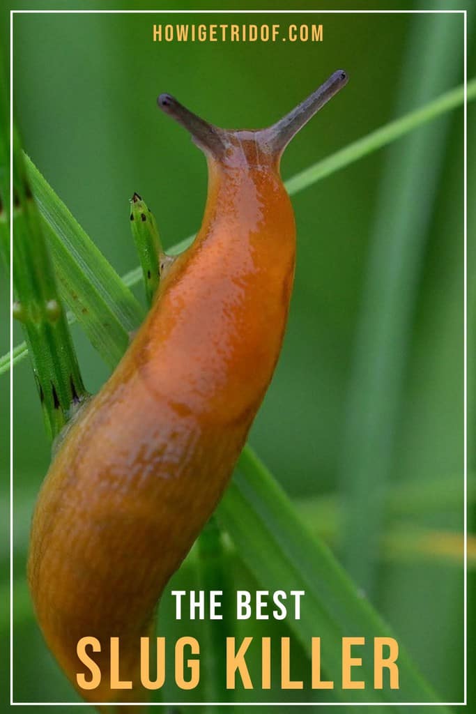 The Best Slug Killer For Gardens - How I Get Rid Of