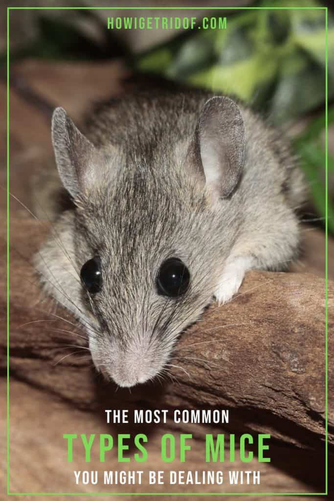 The Most Common Types of Mice you Might Be Dealing With - How I Get Rid Of