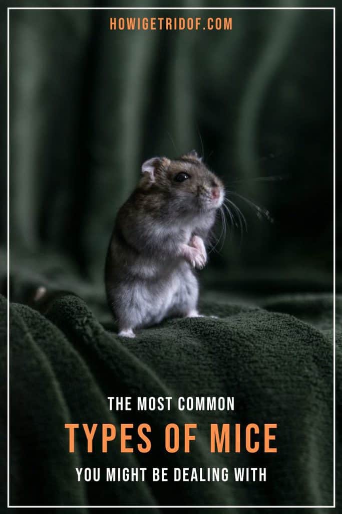 The Most Common Types of Mice you Might Be Dealing With - How I Get Rid Of