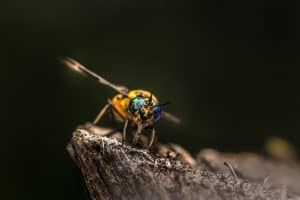 How To Identify And Get Rid Of Biting Flies - How I Get Rid Of