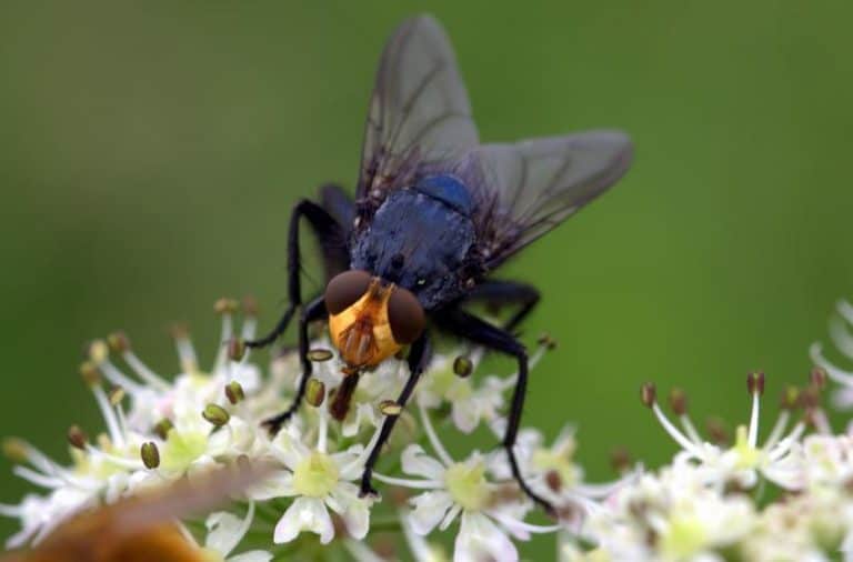 Best Outdoor Fly Control - How I Get Rid Of
