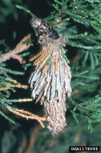 How To Get Rid Of Bagworms - How I Get Rid Of