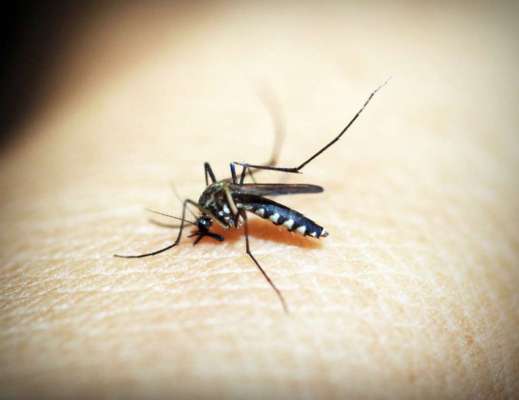 Black and White Mosquito Guide - What You Should Know About Asian Tiger ...