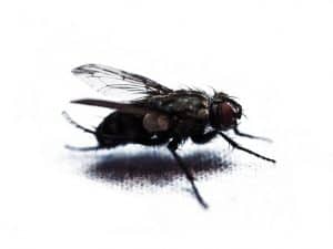 Best Outdoor Fly Control - How I Get Rid Of