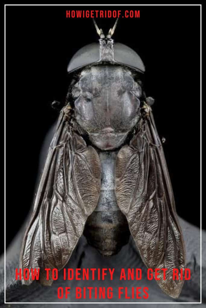 How To Identify And Get Rid Of Biting Flies - How I Get Rid Of