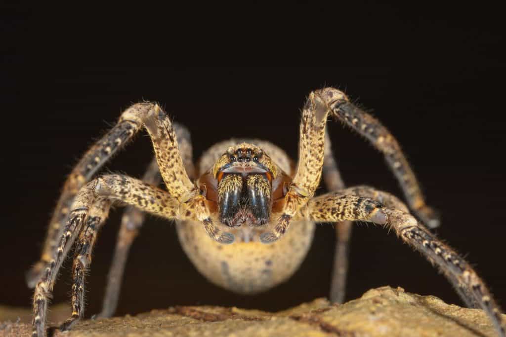 The Most Dangerous Bug In The World - 12 Deadly Insects you Want To ...