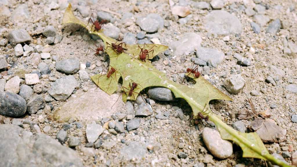 How To Get Rid Of Leaf Cutter Ants - How I Get Rid Of