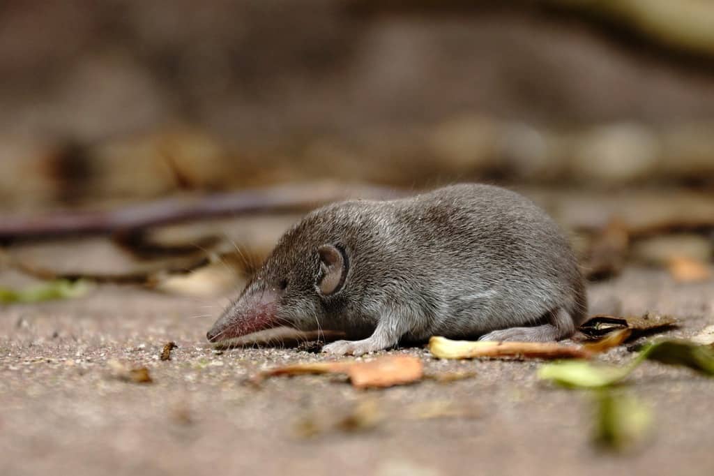 How To Get Rid Of A Shrew In House - How I Get Rid Of