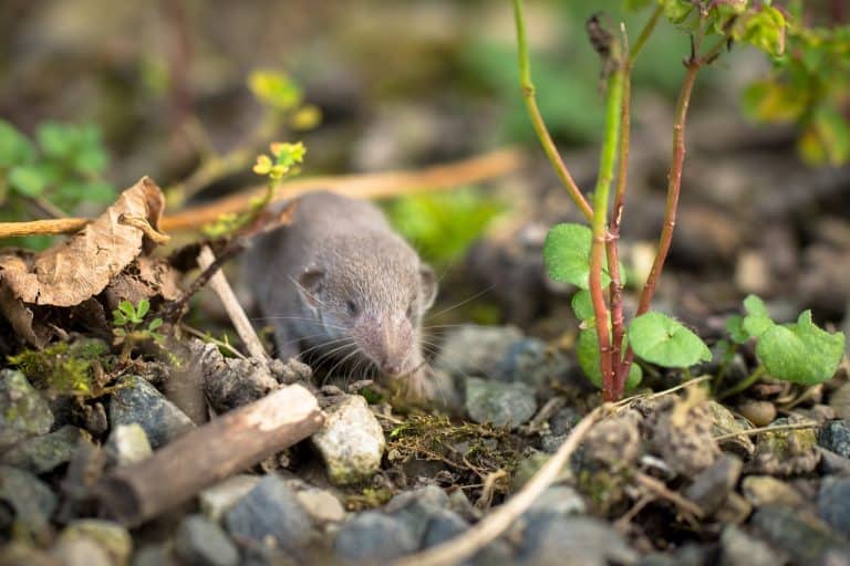 How To Get Rid Of A Shrew In House - How I Get Rid Of