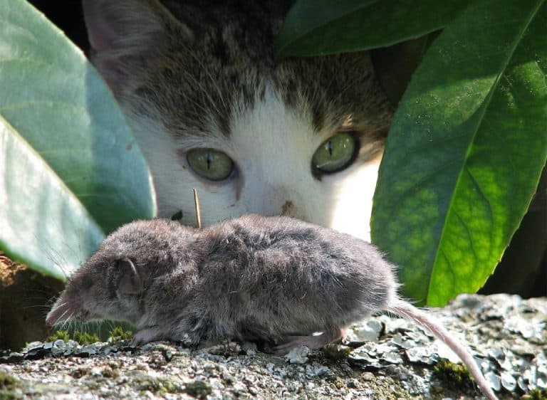 How To Get Rid Of A Shrew In House - How I Get Rid Of
