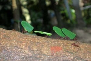 How To Get Rid Of Leaf Cutter Ants - How I Get Rid Of