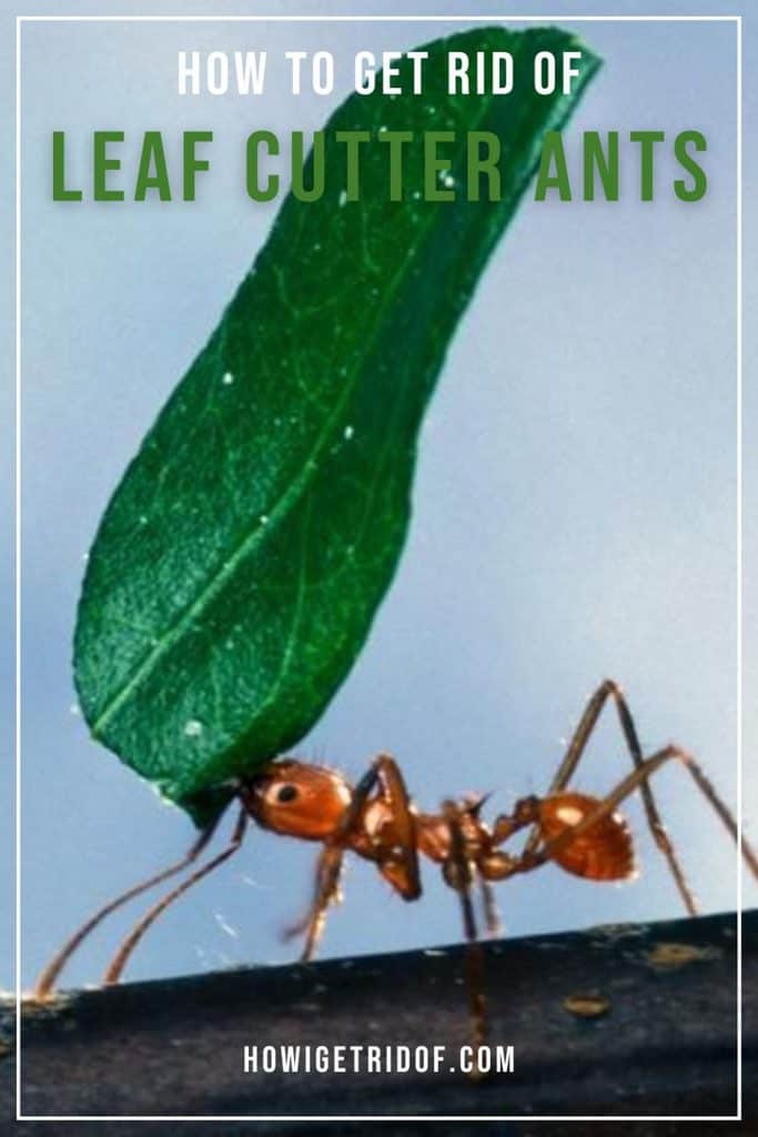 How To Get Rid Of Leaf Cutter Ants - How I Get Rid Of