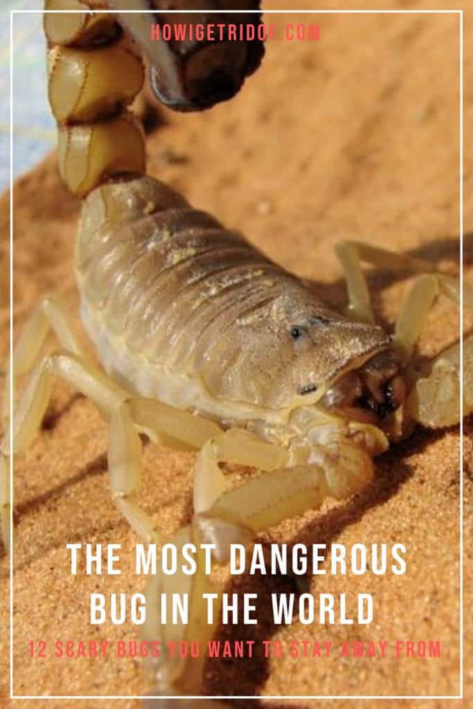 The Most Dangerous Bug In The World - 12 Deadly Insects you Want To ...