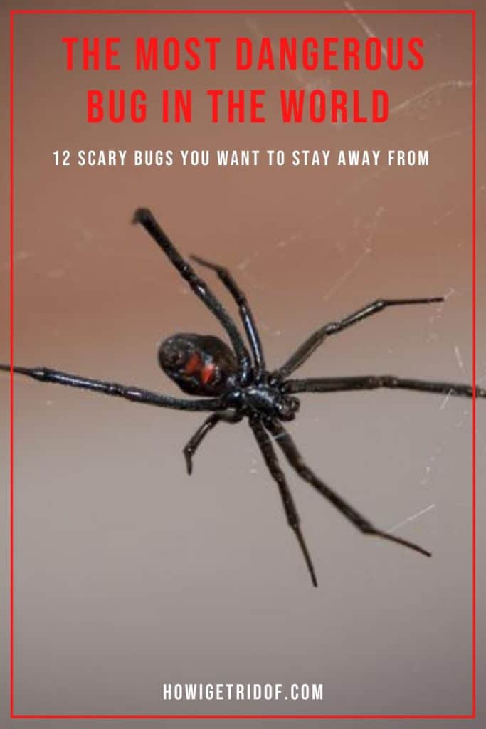 The Most Dangerous Bug In The World - 12 Deadly Insects you Want To ...