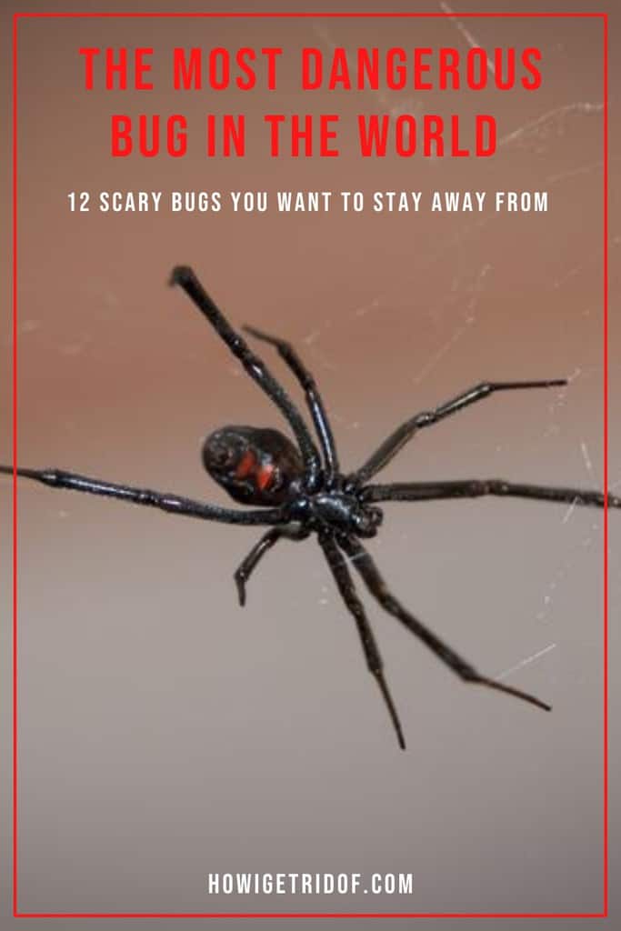 The Most Dangerous Bug In The World - 12 Deadly Insects you Want To ...