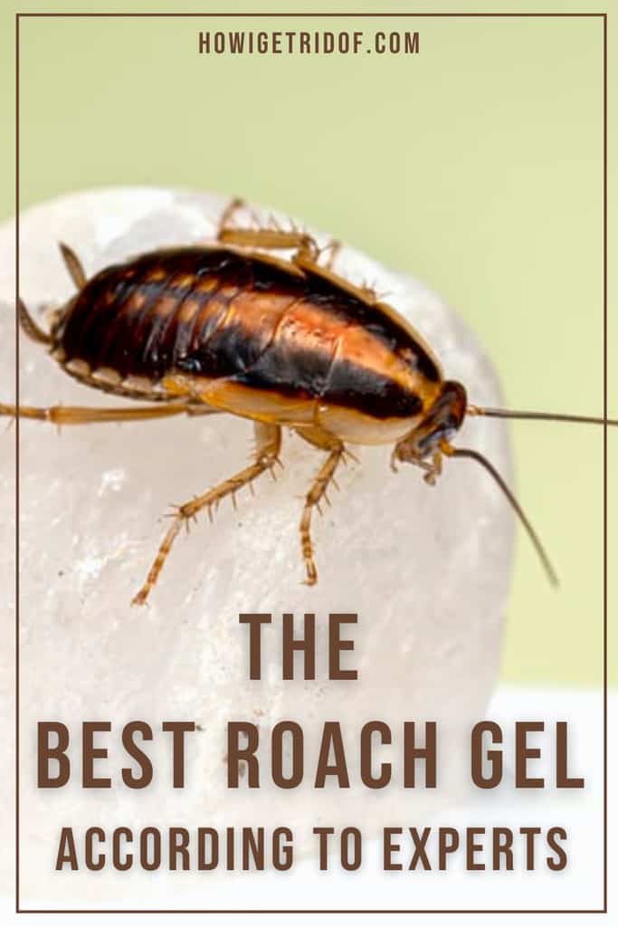 The Best Roach Gel, According To Experts - How I Get Rid Of