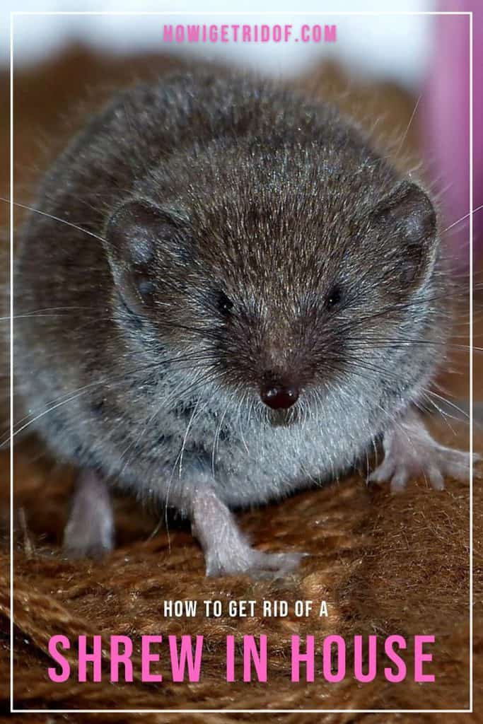 How To Get Rid Of A Shrew In House - How I Get Rid Of