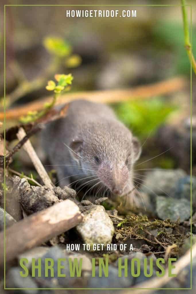 How To Get Rid Of A Shrew In House - How I Get Rid Of