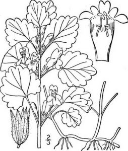 10 Best Creeping Charlie Killer Products - How I Get Rid Of