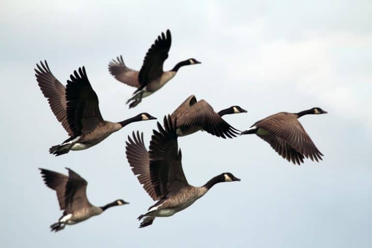 Best Goose Deterrent Products - How I Get Rid Of