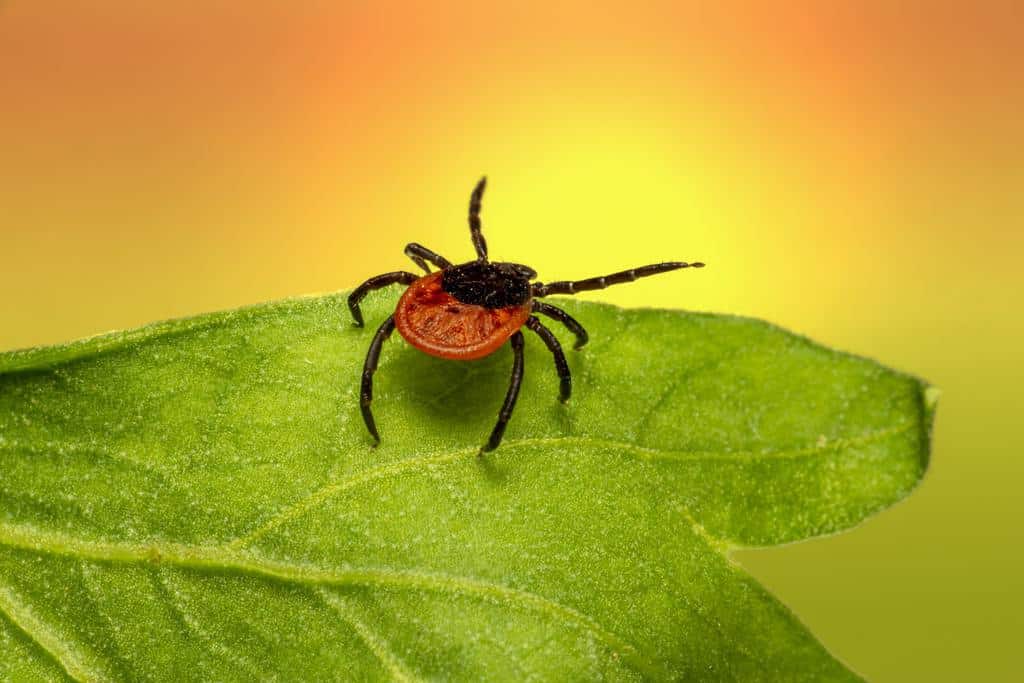 Plants That Repel Ticks - How I Get Rid Of