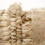 How To Get Rid Of Drugstore Beetles - How I Get Rid Of