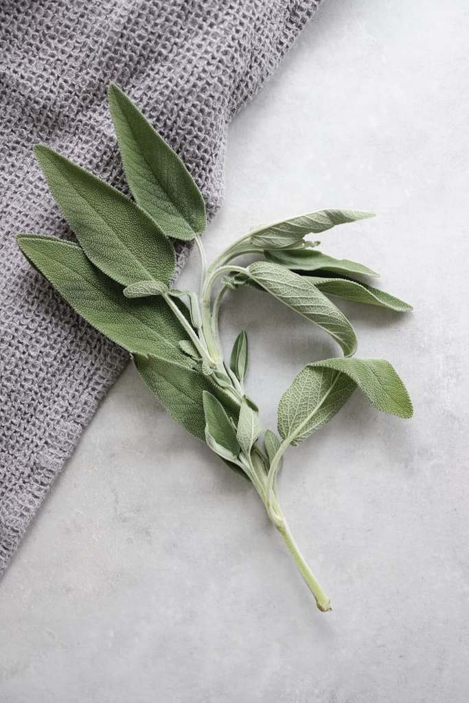 Plants That Repel Ticks - How I Get Rid Of