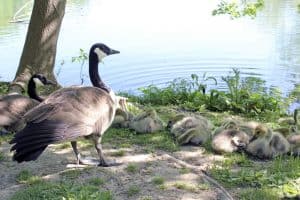 Best Goose Deterrent Products - How I Get Rid Of