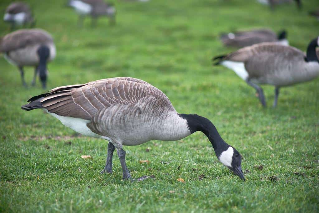 Best Goose Deterrent Products - How I Get Rid Of