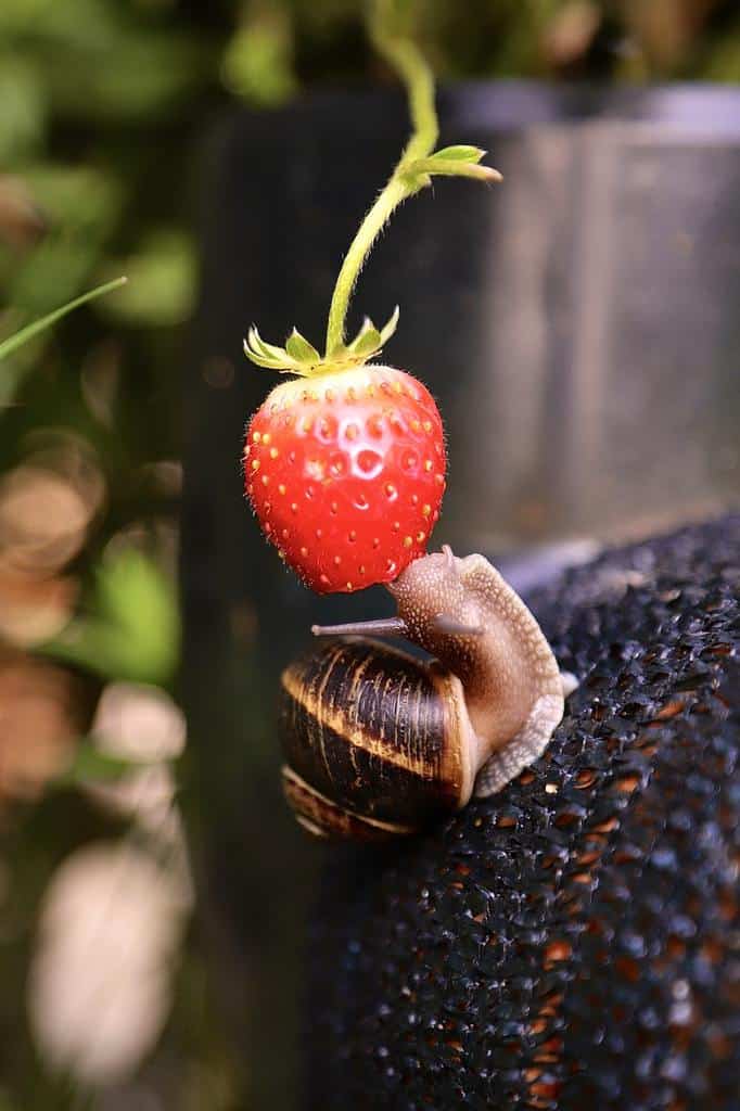 Are Snails Insects? What You Should Know About Managing Snails In Your ...