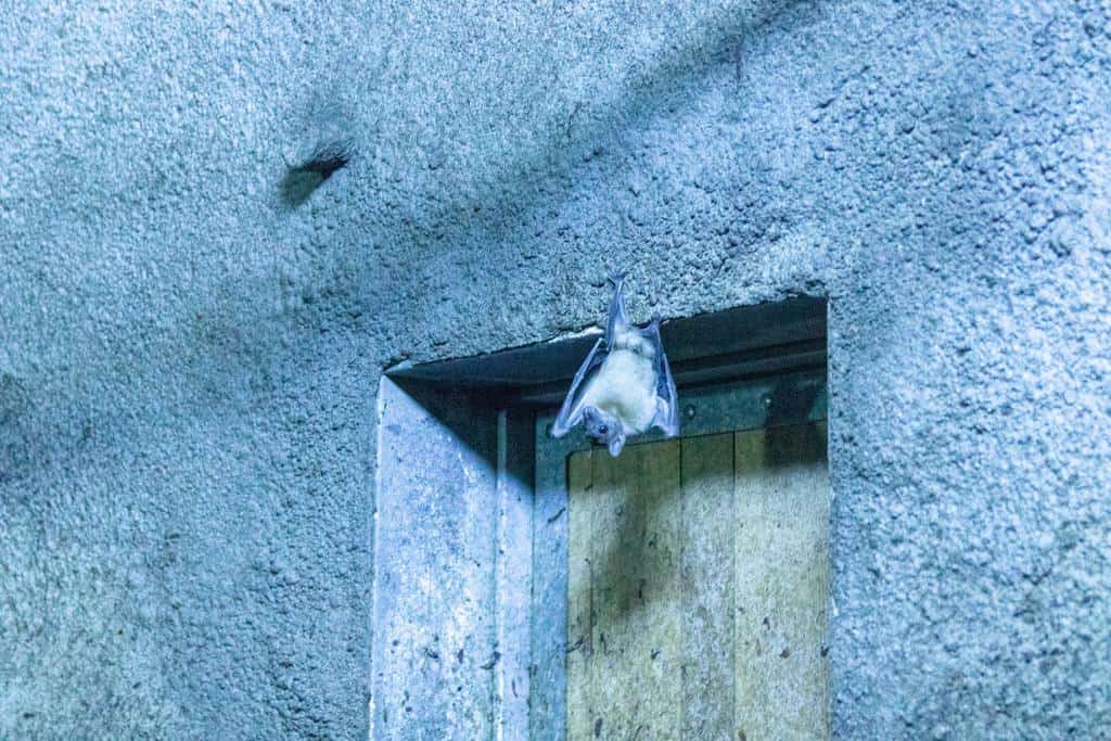 How To Catch A Bat Inside Your House - How I Get Rid Of