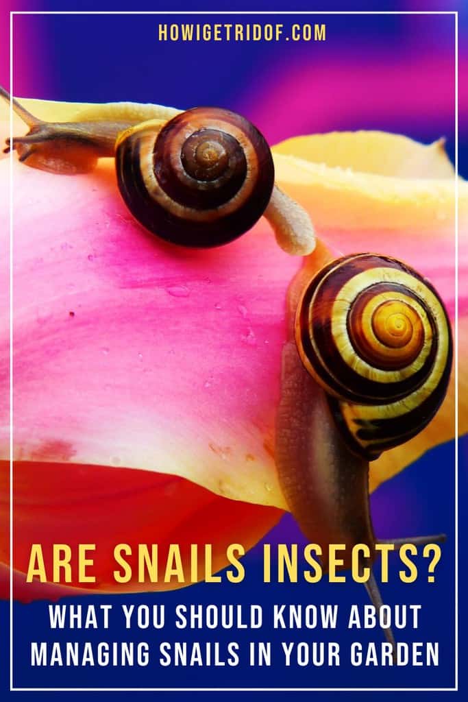 Are Snails Insects? What You Should Know About Managing Snails In Your ...