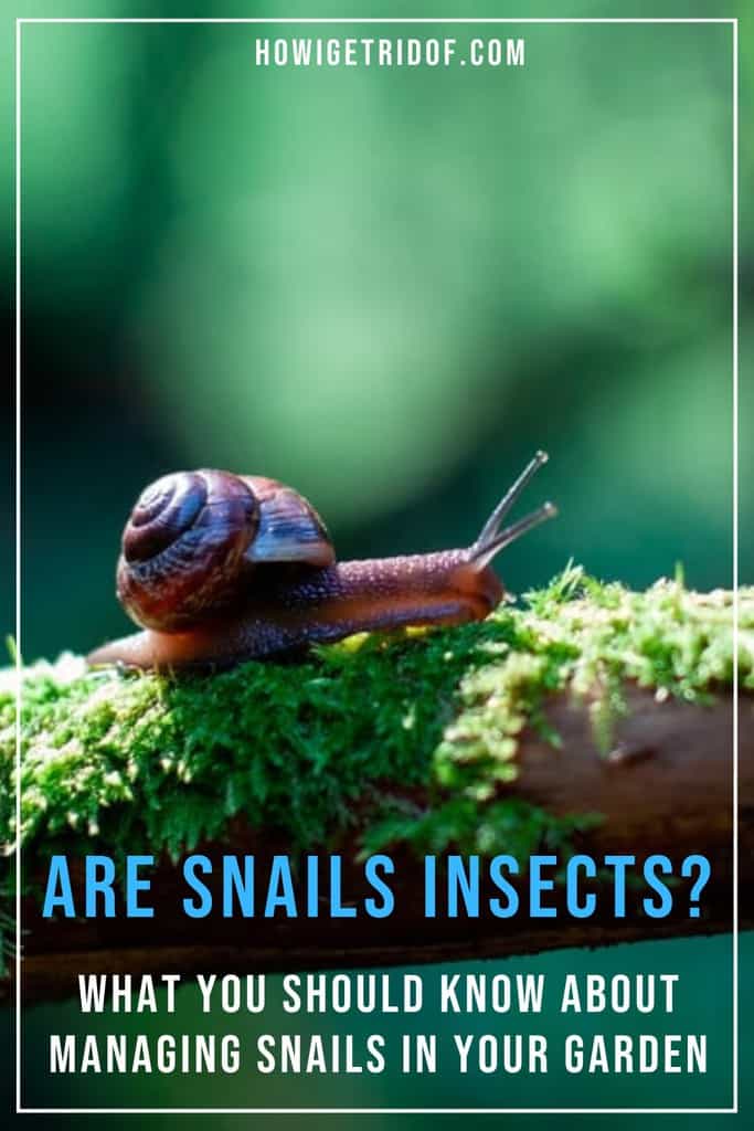 Are Snails Insects? What You Should Know About Managing Snails In Your ...