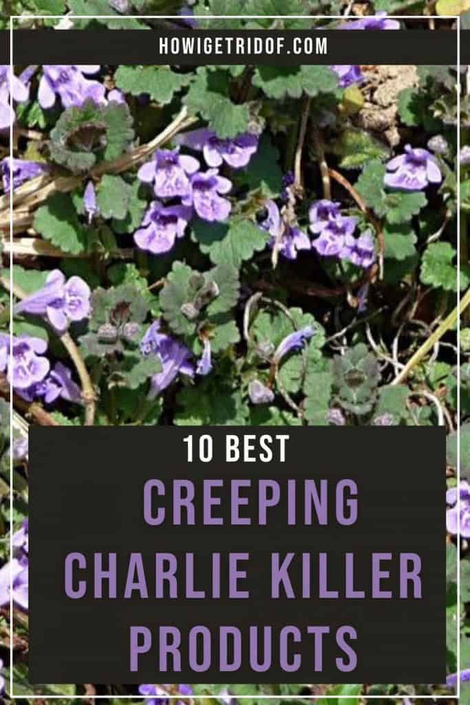 10 Best Creeping Charlie Killer Products - How I Get Rid Of