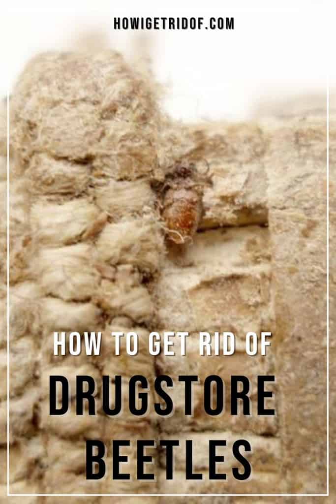 How To Get Rid Of Drugstore Beetles - How I Get Rid Of